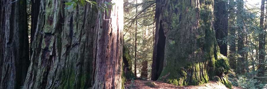 MT. MADONNA - A HIDDEN GEM IN THE SANTA CRUZ MOUNTAINS - sober coaching ...